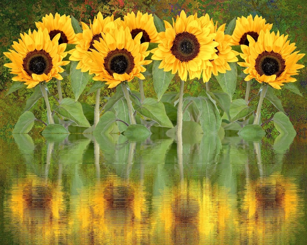 Be like a sunflower. | Bridgett Miller